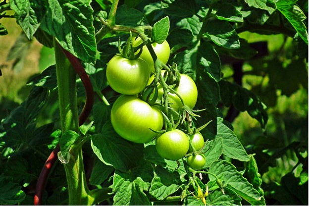 How To Ripen Green Tomatoes Indoors