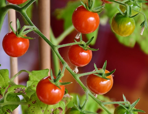 What Are Patio Tomatoes And How To Grow Them