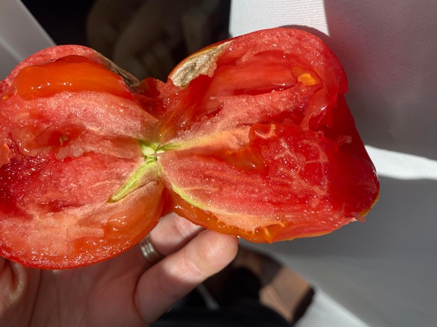 What Conditions Leads To Mealy Tomatoes