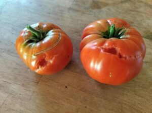 Why Do Tomatoes Have Brown Spots