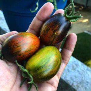 Cherry vs. Grape Tomatoes: A Detailed Comparison