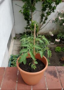 What Is The Ideal Pot Depth For Growing Tomatoes