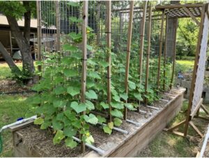 How to Grow Tomatoes Vertically - Tomato Craze